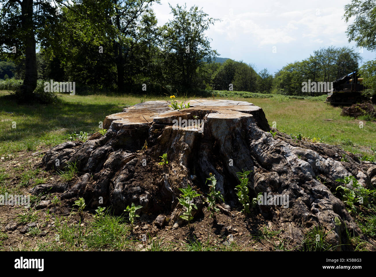 Log of giant tree with calendula. Selective focus Stock Photo - Alamy