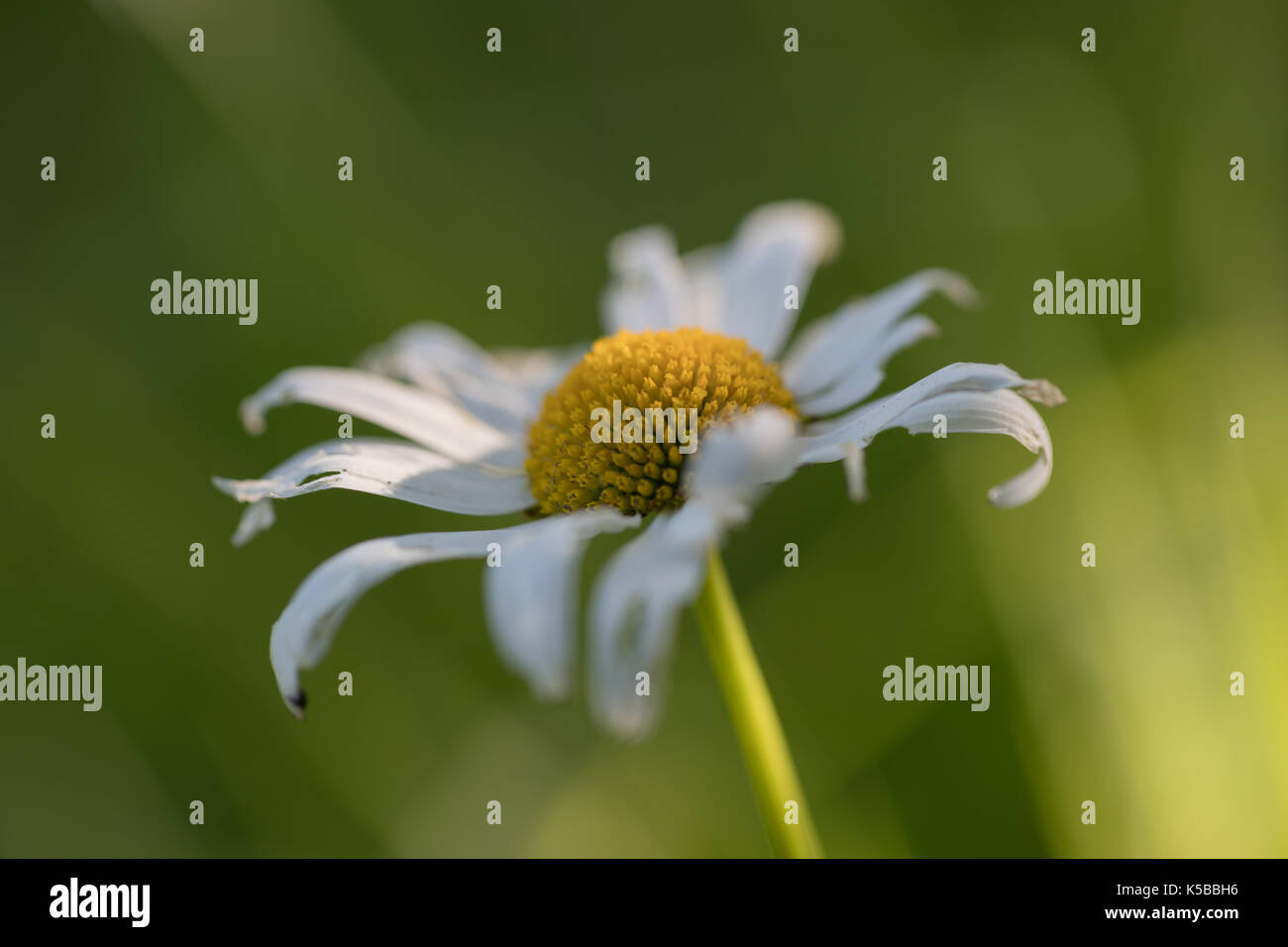 Lonely daisy in a meadow Stock Photo - Alamy