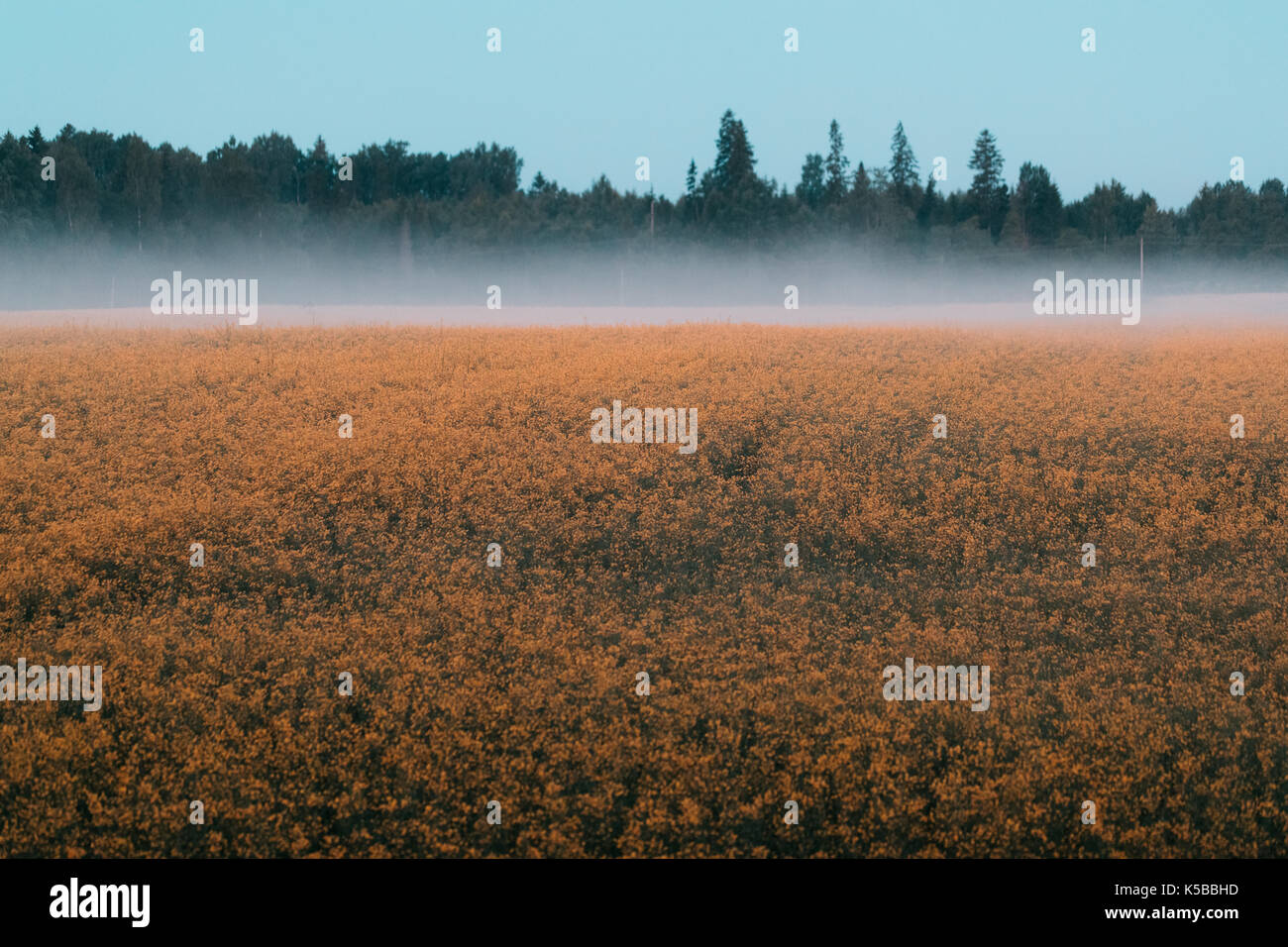 Yellow vivid flowers hi-res stock photography and images - Alamy