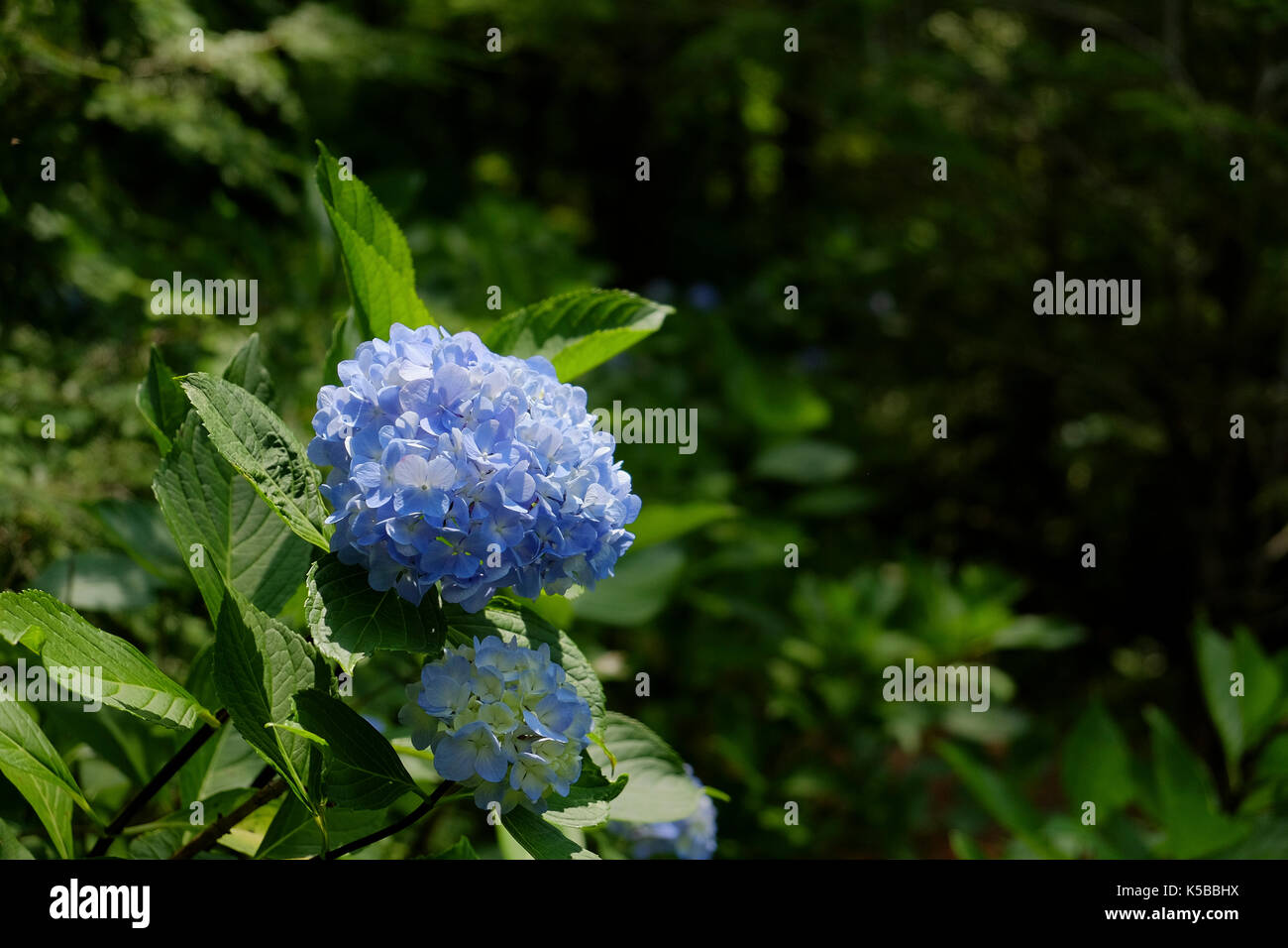 Flowering fresh blue hydrangea plant growing in a garden setting Stock ...