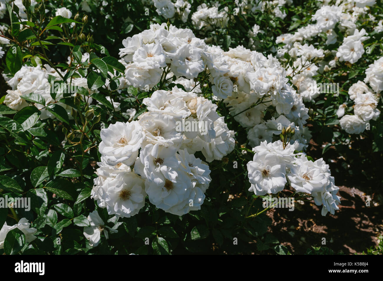 Soft white floral hi-res stock photography and images - Alamy