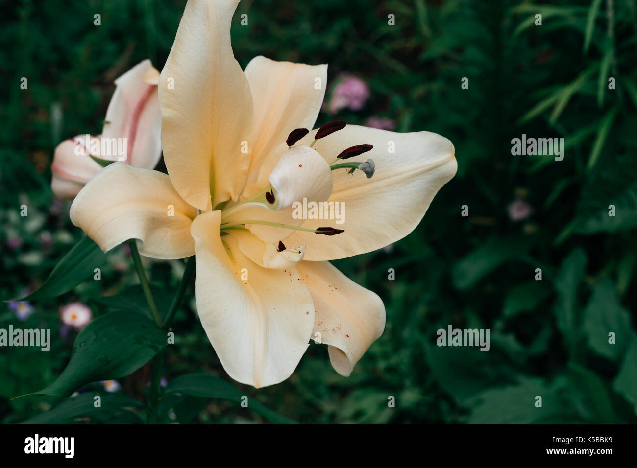 Giant floral hi-res stock photography and images - Alamy