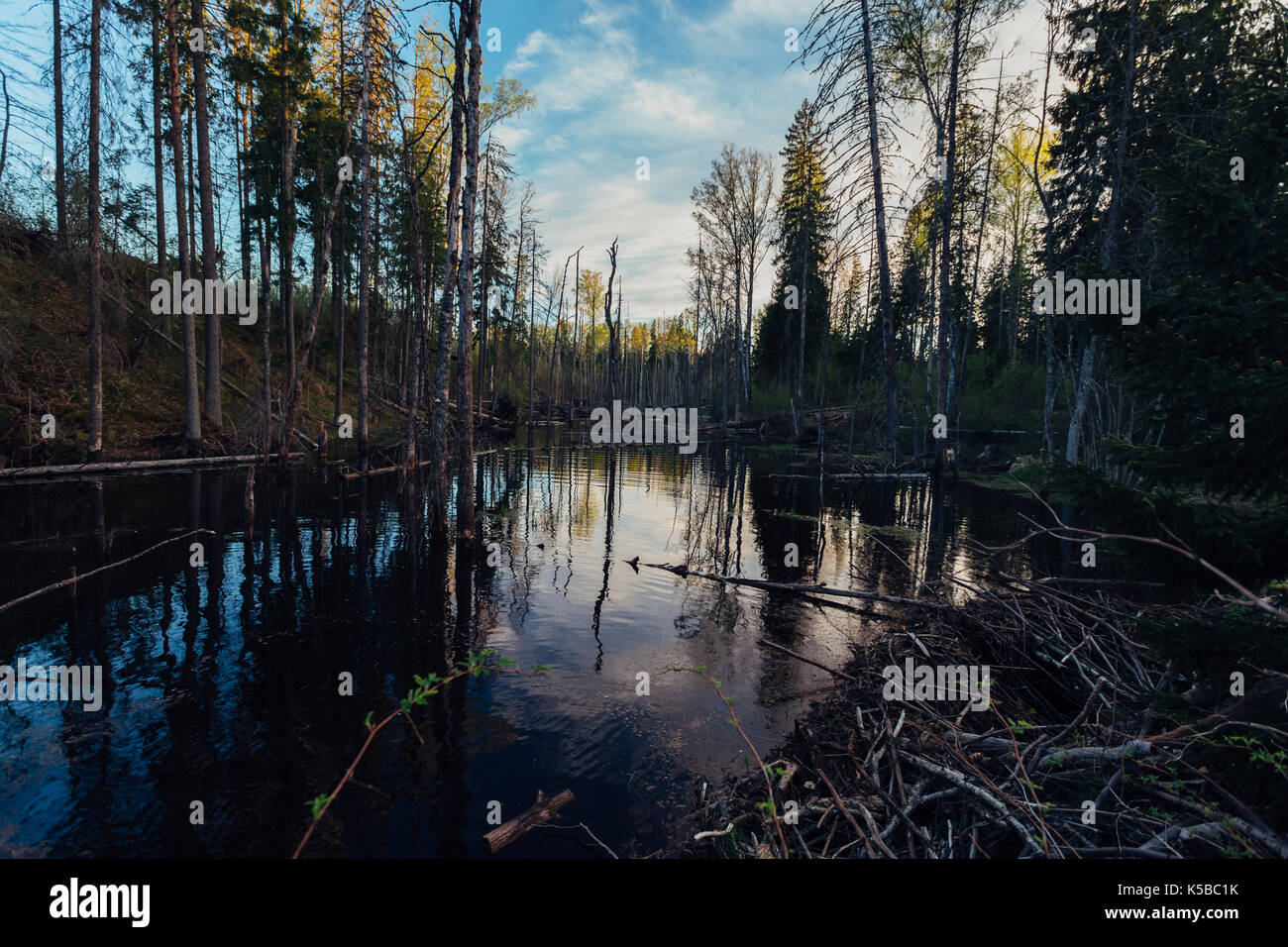 Pond scum hi-res stock photography and images - Alamy