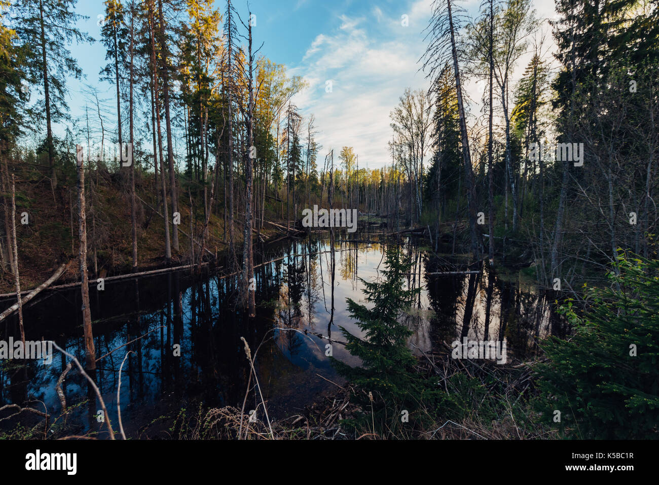 Ugly forest hi-res stock photography and images - Alamy