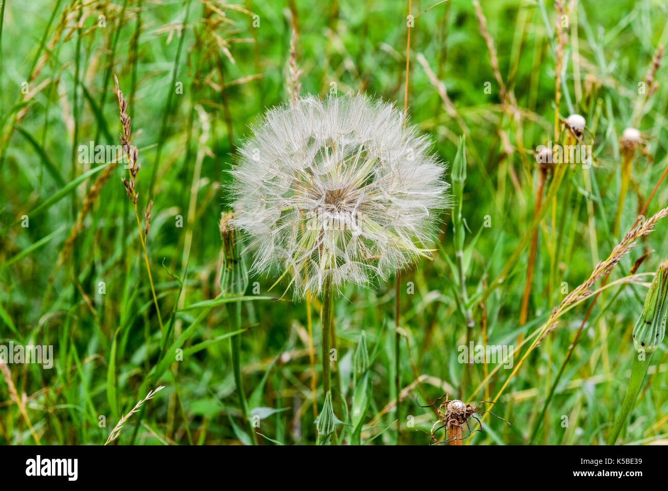 Dandelion flower in Shenandoah National Park, Virginia Stock Photo - Alamy
