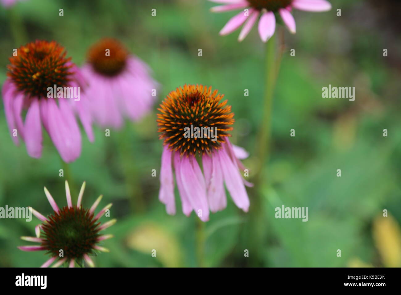Echinacea purpurea eastern purple cone hi-res stock photography and ...