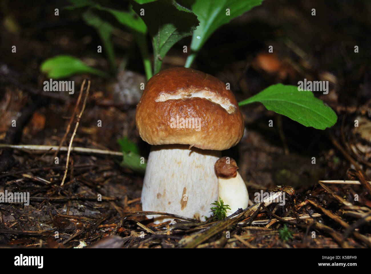 Boletus betulicola hi-res stock photography and images - Alamy