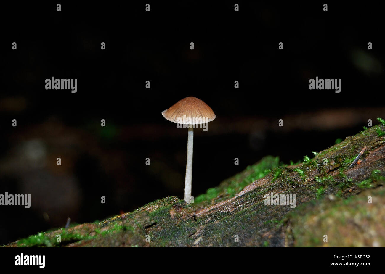 The small poisonous fungus Galerina Swamp (Galerina paludosa), growing ...