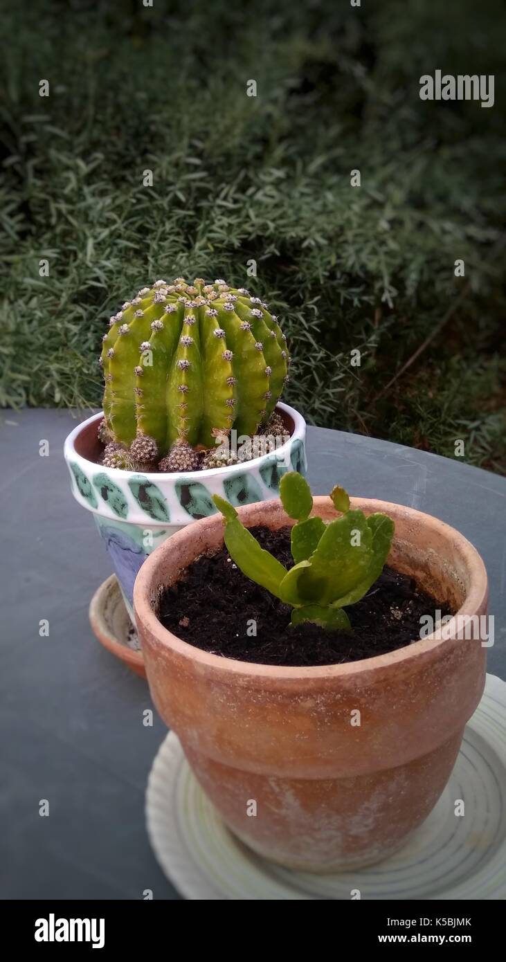 Potted Cactus Stock Photos & Potted Cactus Stock Images - Alamy
