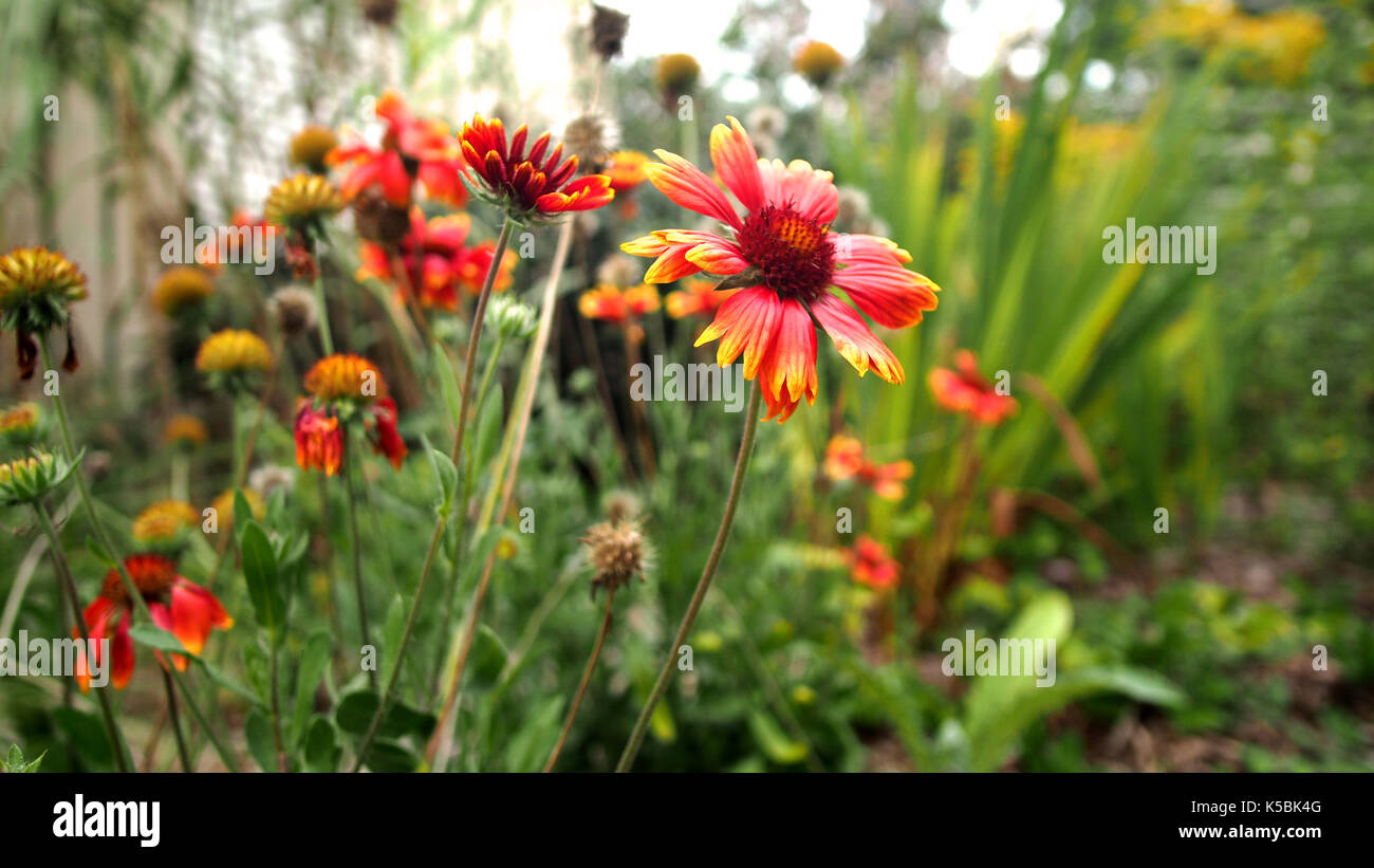 Rudbeckia red hi-res stock photography and images - Alamy