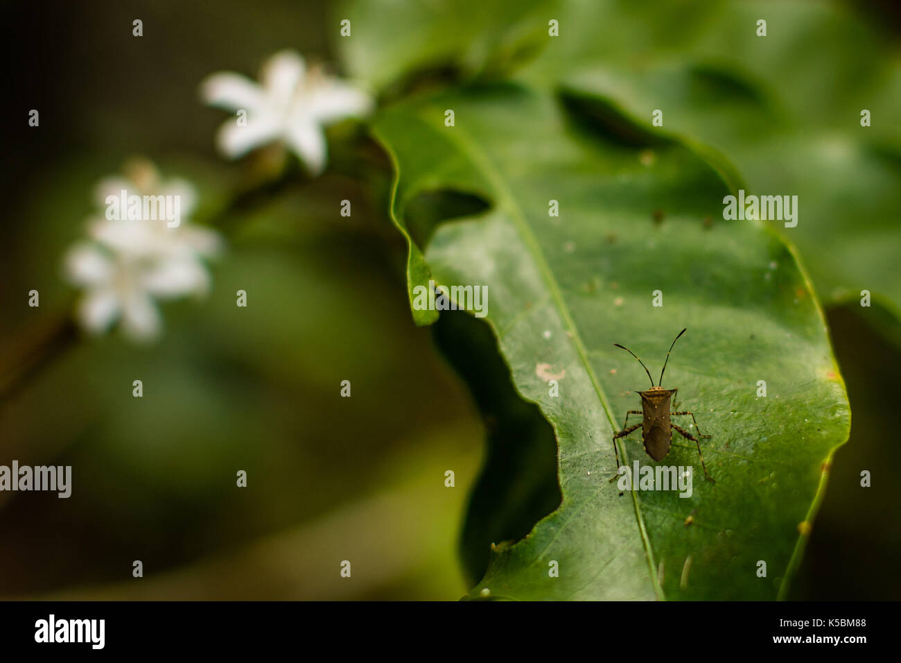 Insecto insecto insecto hi-res stock photography and images - Alamy