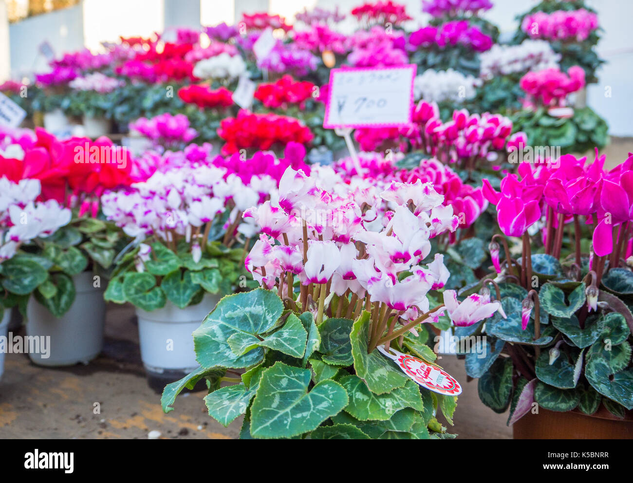 Close up of a beautiful spring flowers in Japan Stock Photo - Alamy