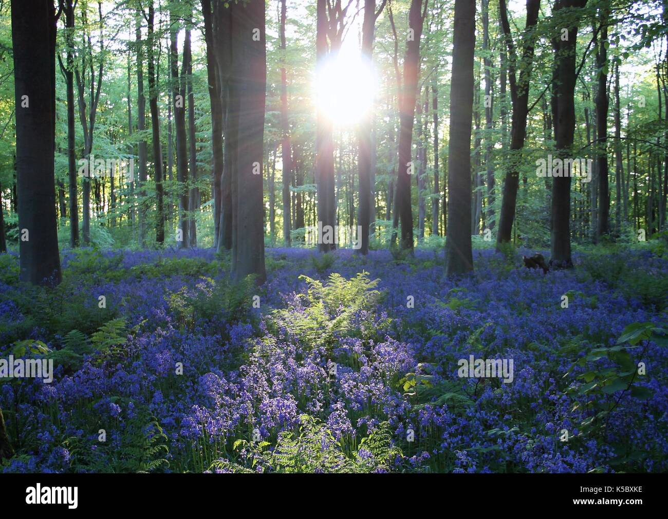 The shining sunset hi-res stock photography and images - Alamy