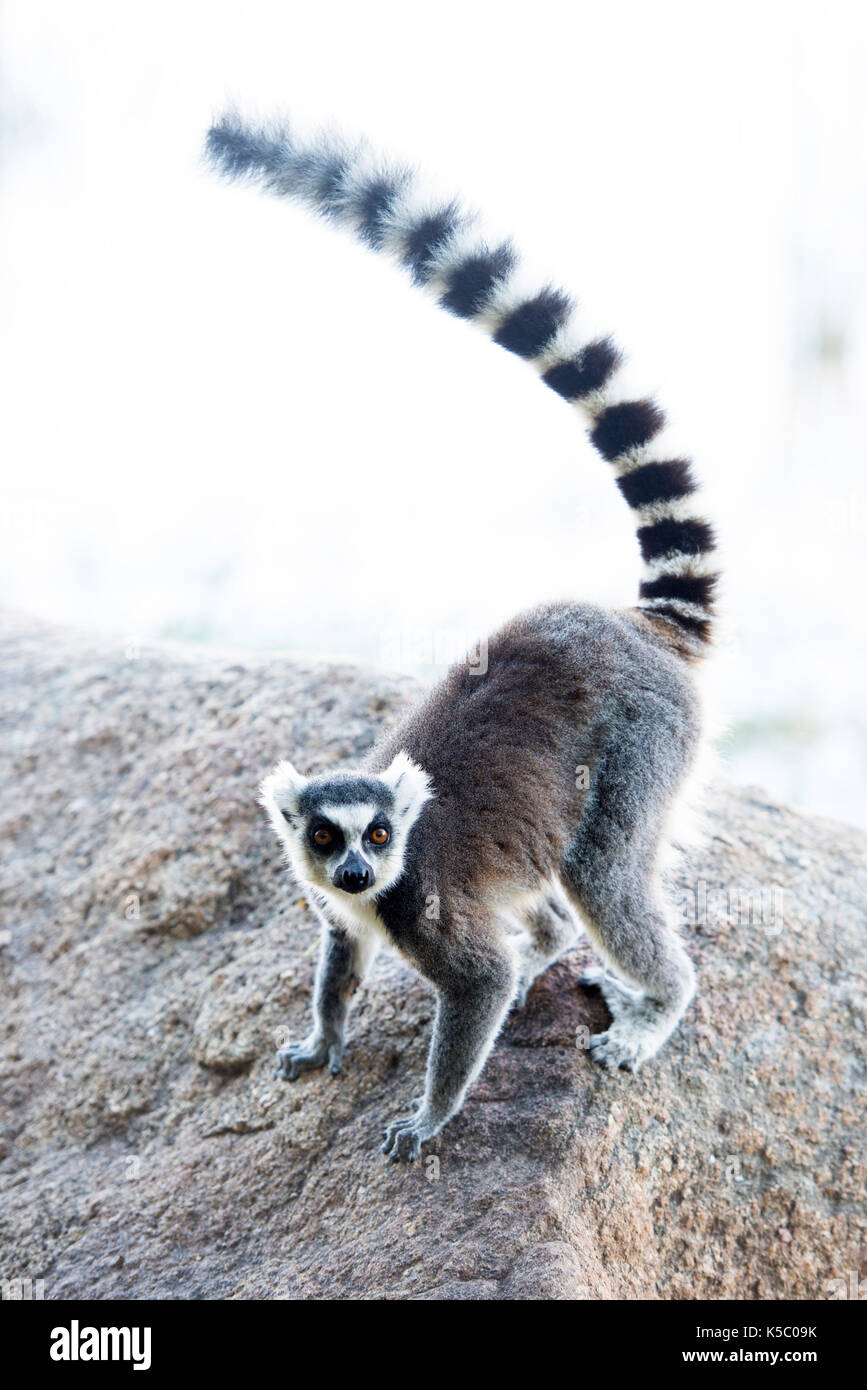 Ring-tailed lemur, Lemur catta, Anja Community Reserve, Madagascar ...
