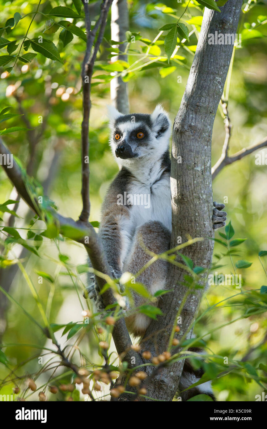 Ring-tailed lemur, Lemur catta, Anja Community Reserve, Madagascar ...