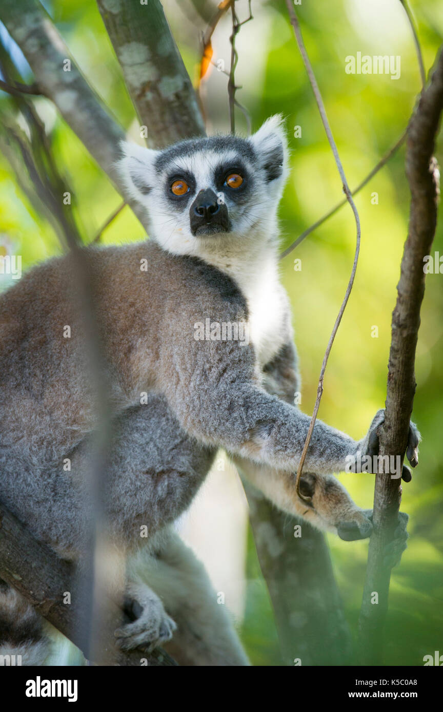 Ring-tailed lemur, Lemur catta, Anja Community Reserve, Madagascar ...