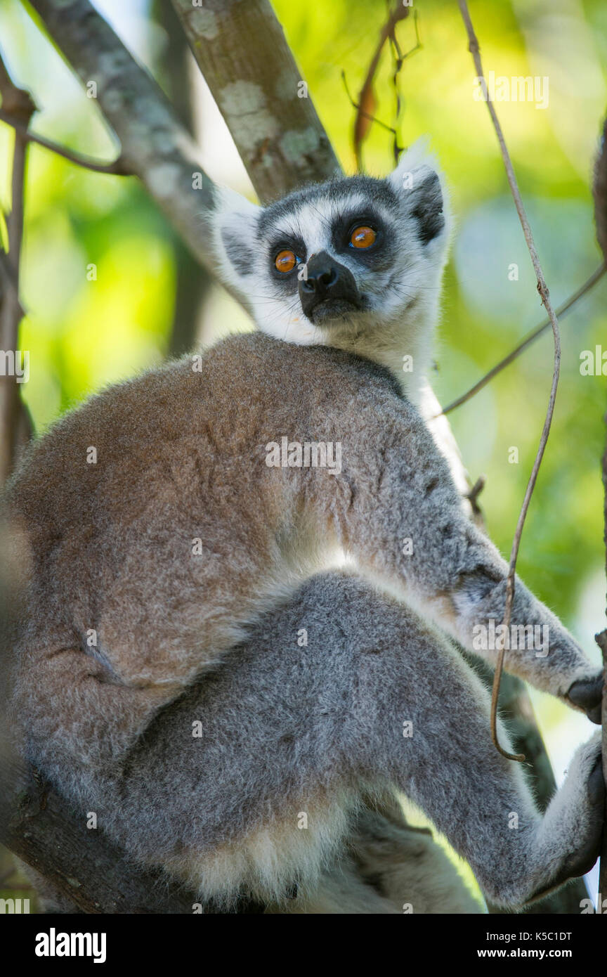 Ring-tailed lemur, Lemur catta, Anja Community Reserve, Madagascar ...