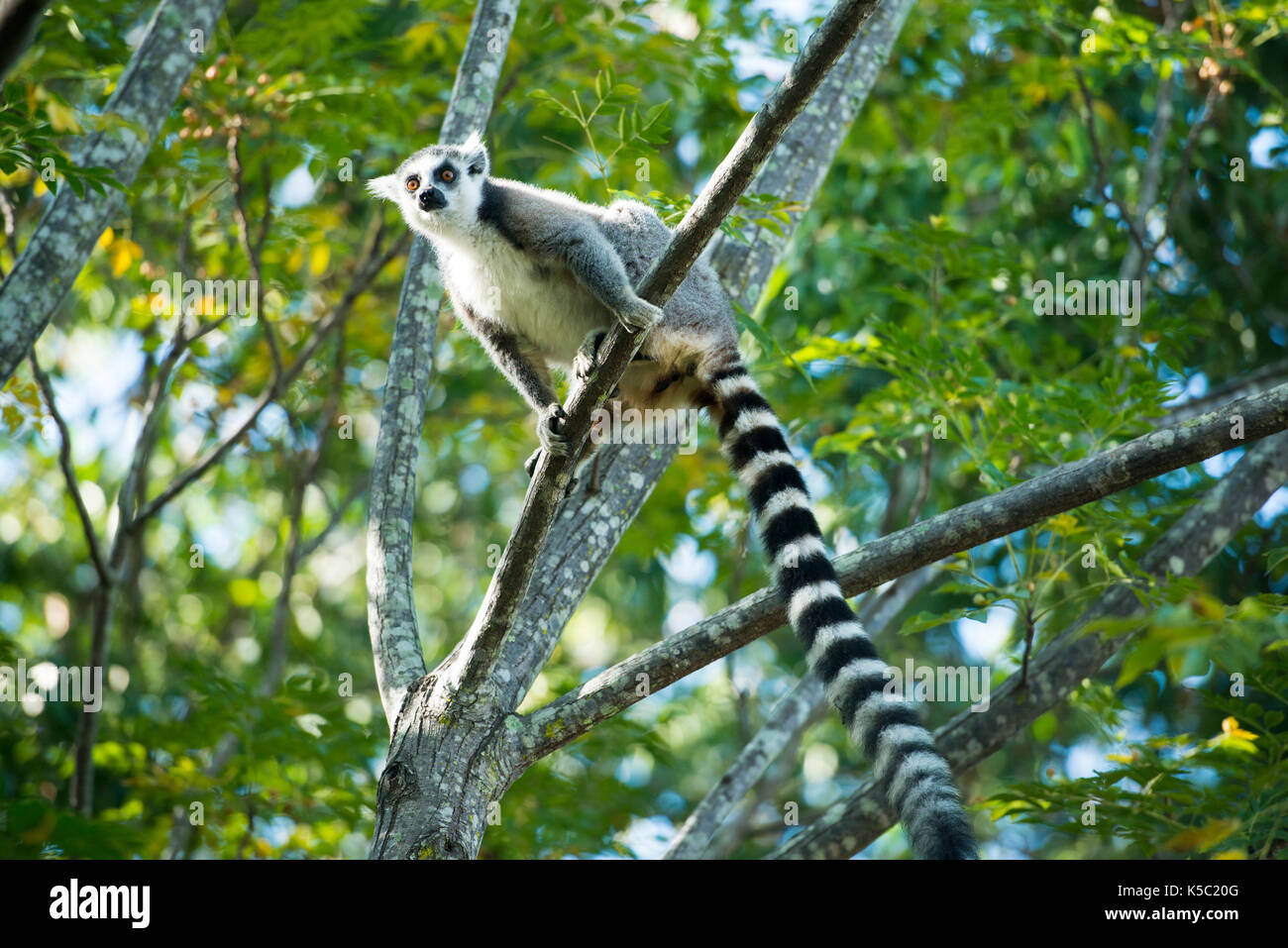 Ring-tailed lemur, Lemur catta, Anja Community Reserve, Madagascar ...