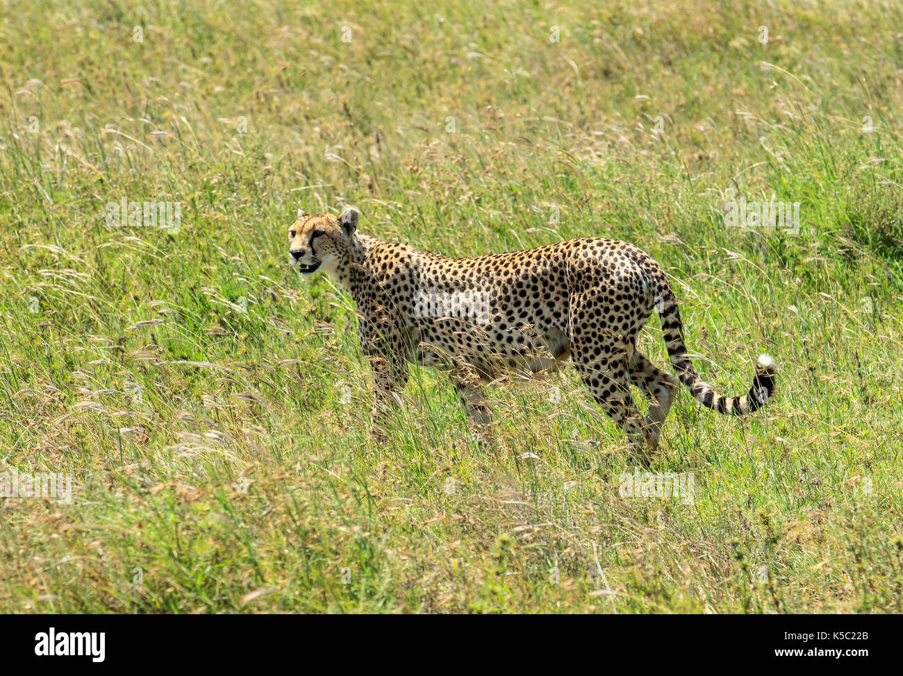 Cheetah on the prowl in the Serengeti Stock Photo - Alamy
