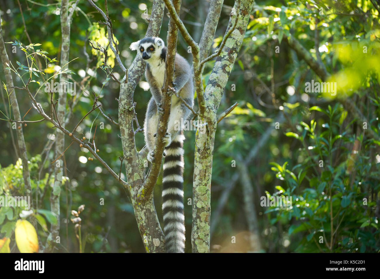 Ring-tailed lemur, Lemur catta, Anja Community Reserve, Madagascar ...