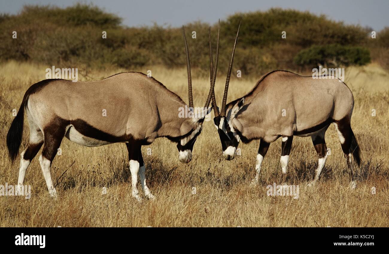 Two oryx antelope hi-res stock photography and images - Alamy