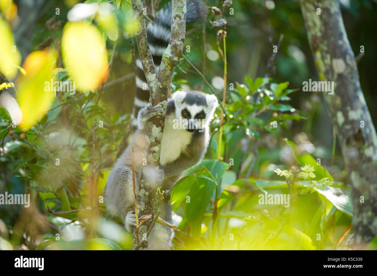 Ring-tailed lemur, Lemur catta, Anja Community Reserve, Madagascar ...