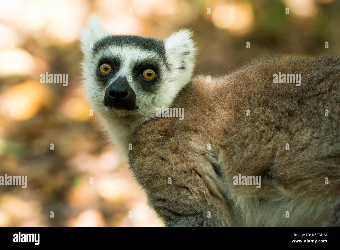 Ring-tailed lemur, Lemur catta, Anja Community Reserve, Madagascar ...