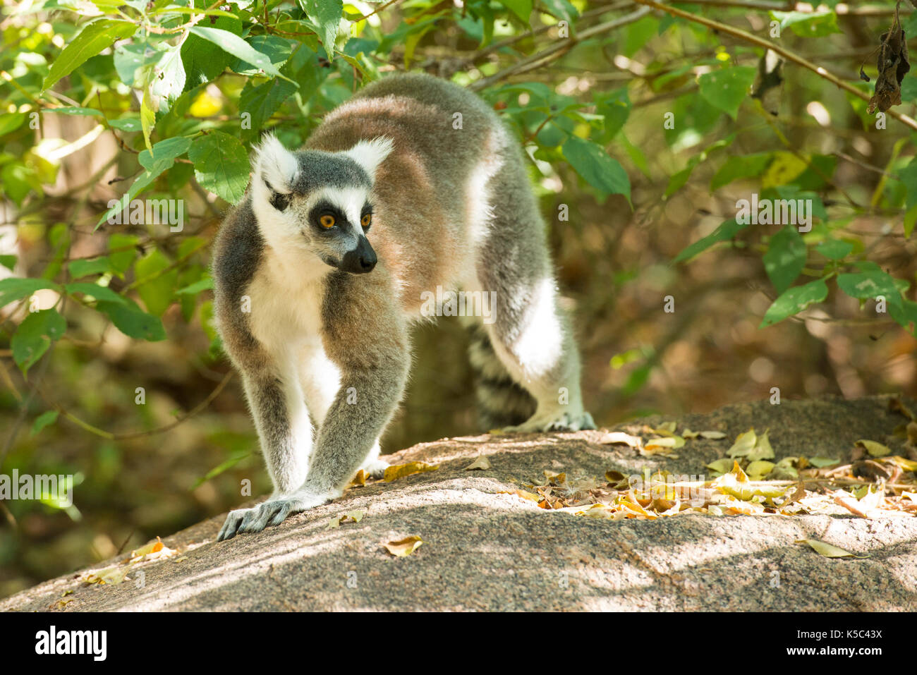 Ring-tailed lemur, Lemur catta, Anja Community Reserve, Madagascar ...