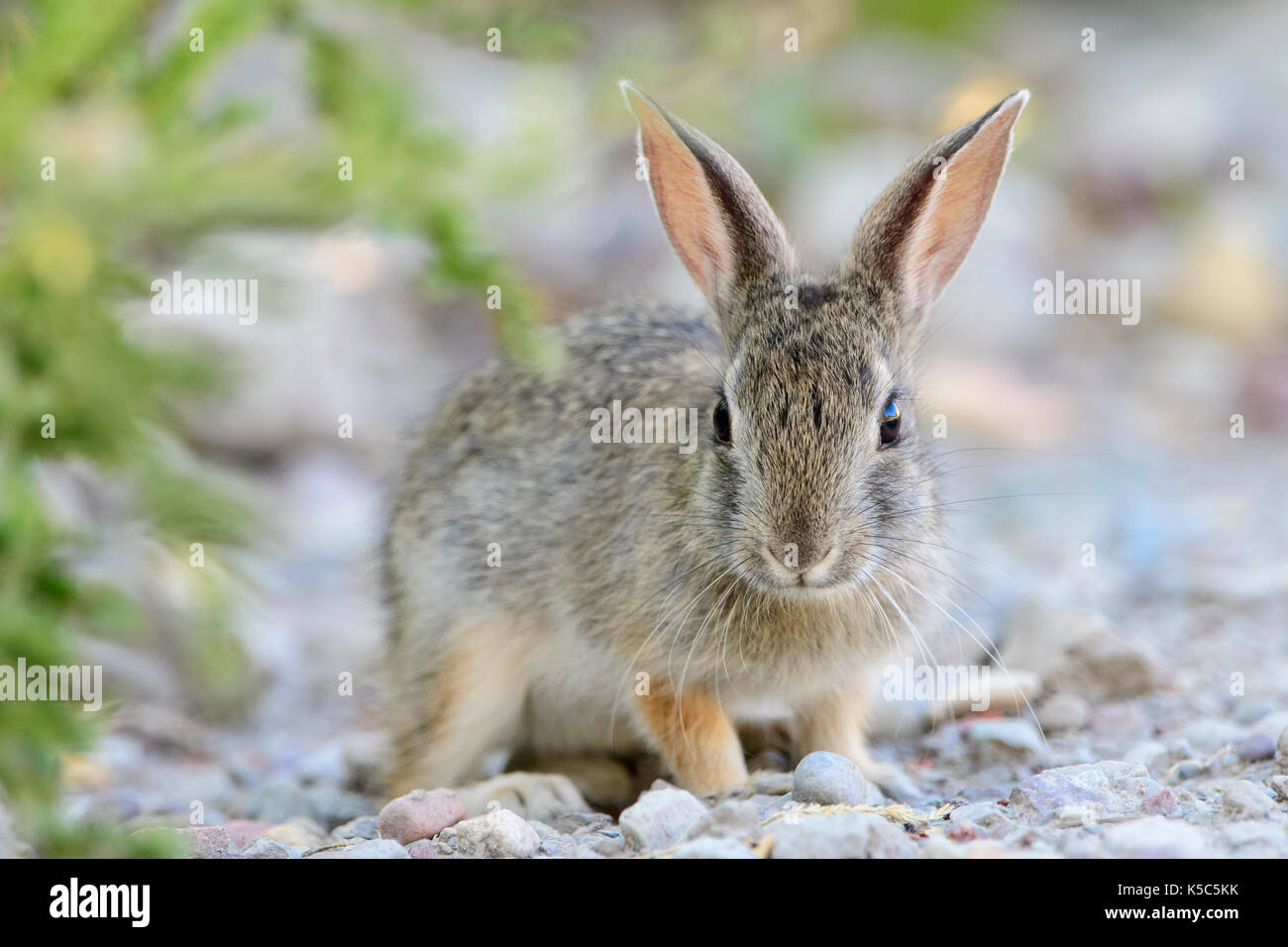 Mountain Cottontail Rabbit (Sylvilagus nuttallii), Montana, US Stock ...