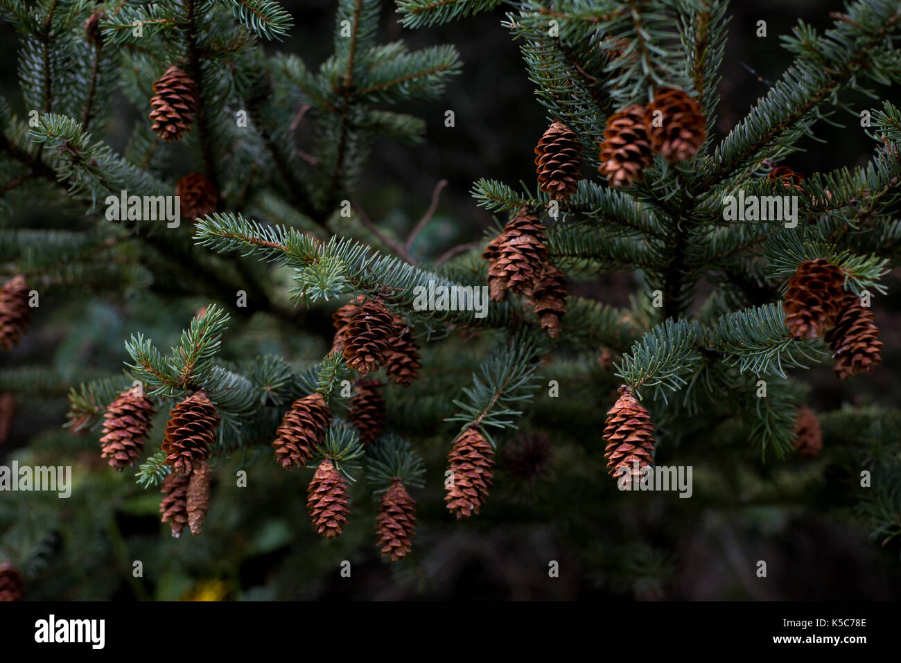 Sample conifer hi-res stock photography and images - Alamy