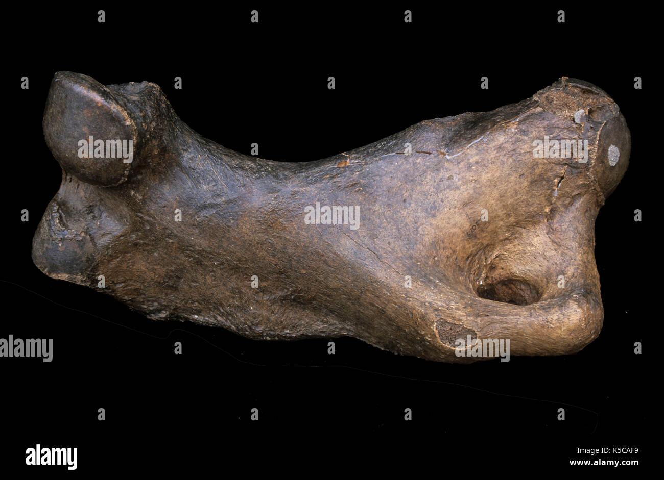 Mammoth Museum Stock Photos & Mammoth Museum Stock Images - Alamy
