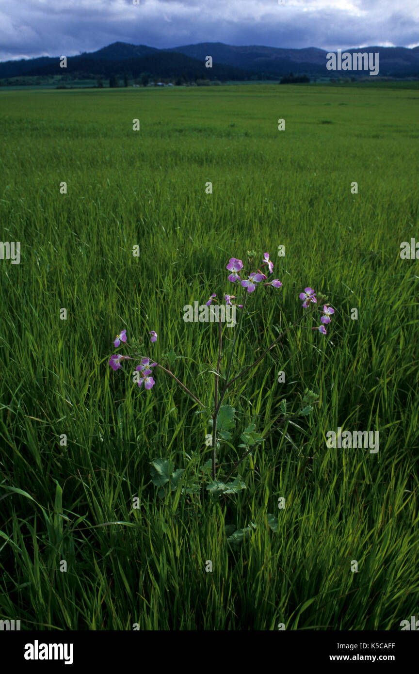 Willamette Valley farmland with flowers off Airlie Road, Polk County ...