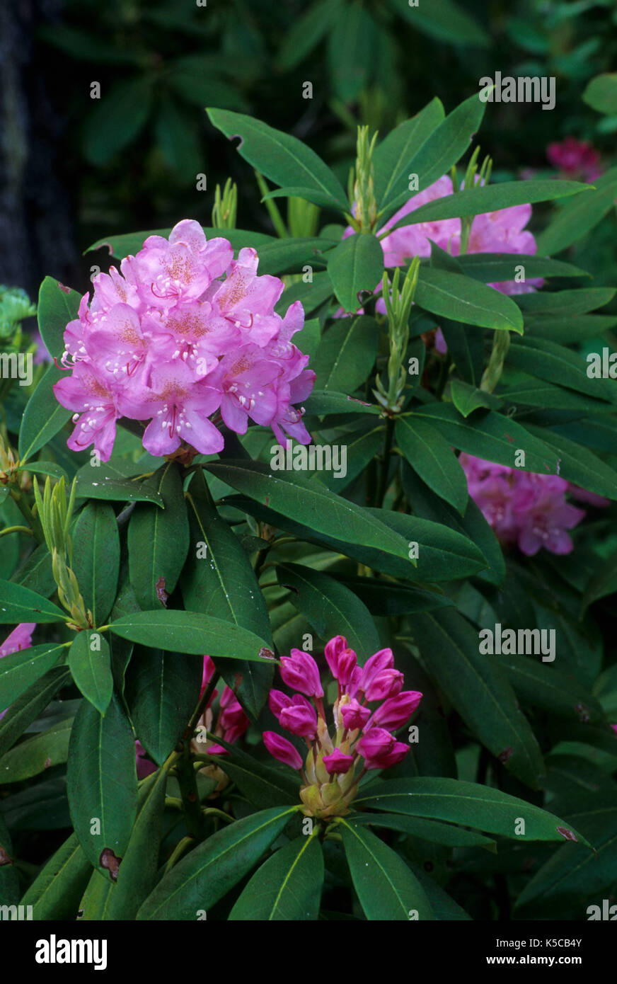 Pacific rhododendron (Rhododendron macrophyllum), Mt Hood National ...
