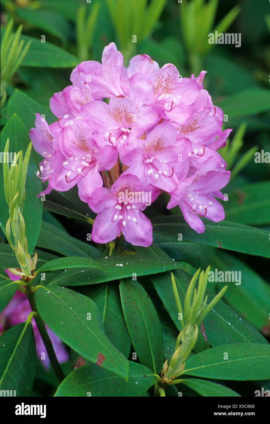 Pacific rhododendron (Rhododendron macrophyllum), Mt Hood National ...