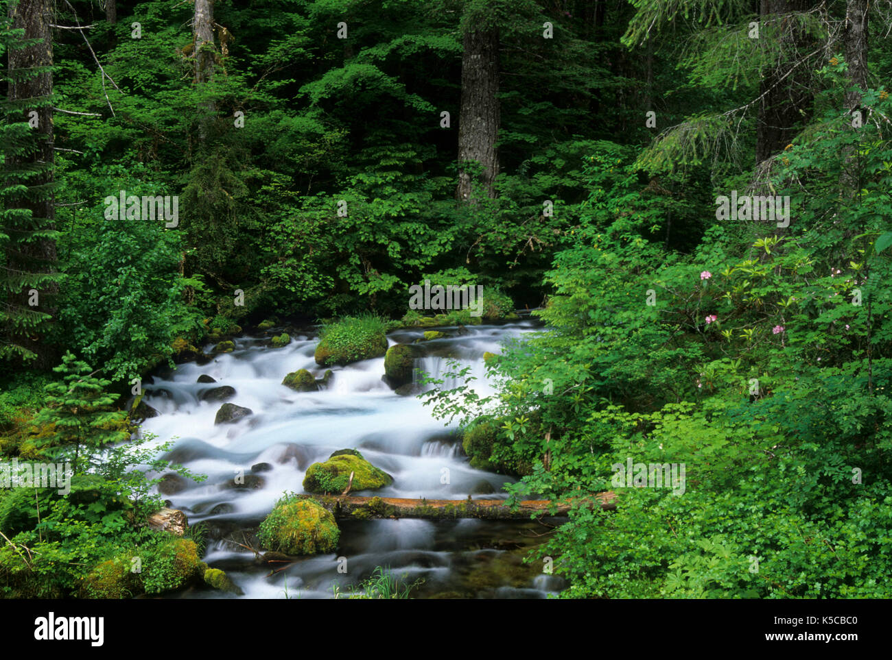 Roaring River, Aufderheide National Scenic Byway, Willamette National ...