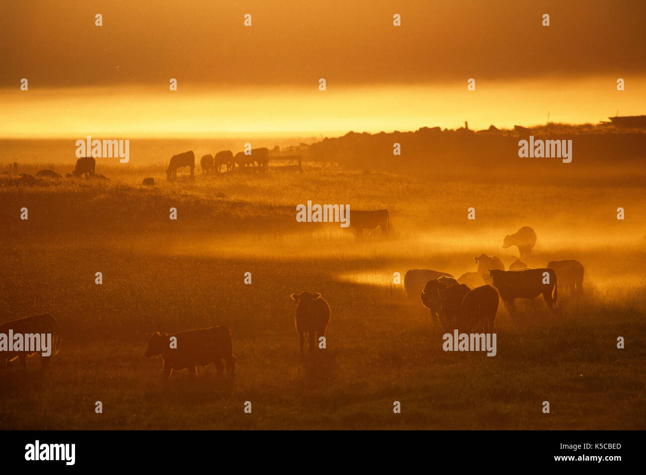 Cattle on range in sunset light, Volcanic Legacy National Scenic Byway ...