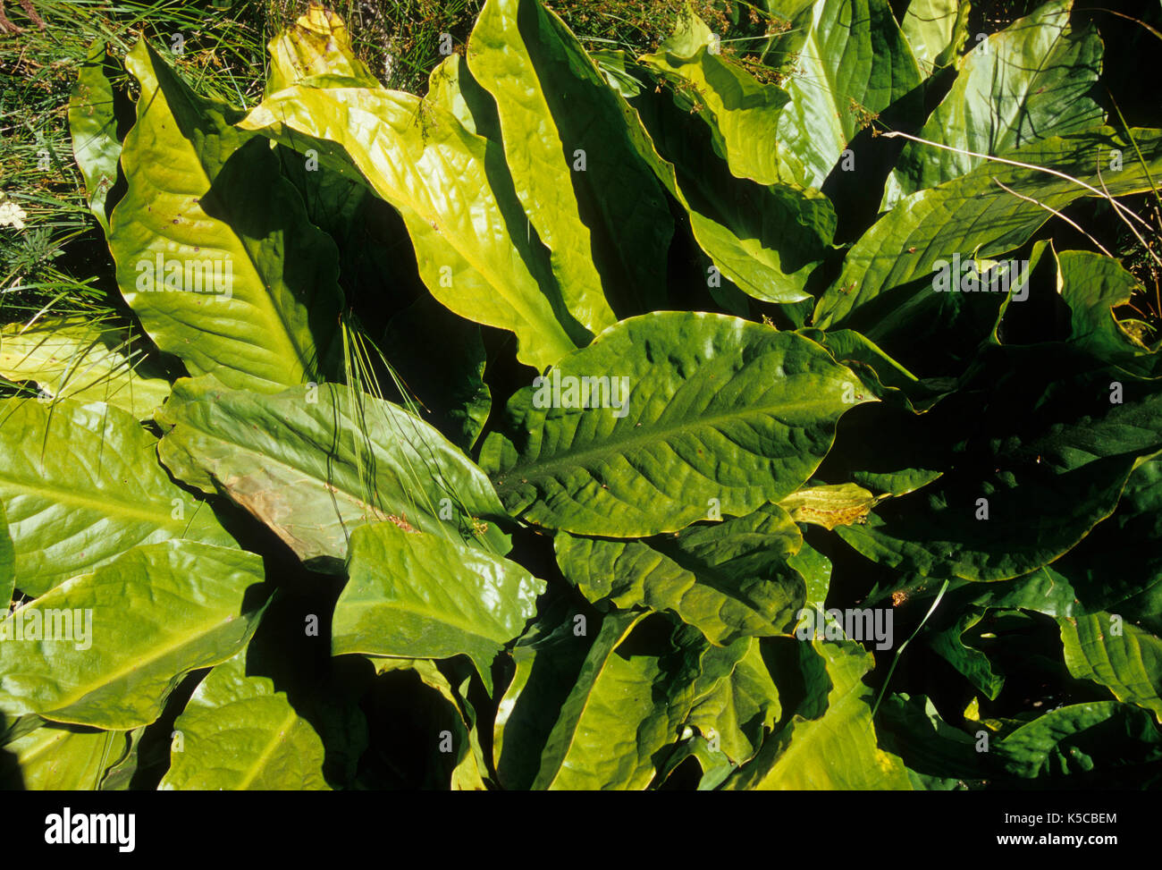 Skunk cabbage, Port Orford Wetland Walkway, Port Orford, Oregon Stock ...