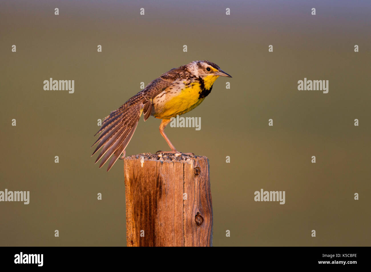 Western Meadowlark Sturnella neglecta Pawnee National Grasslands ...