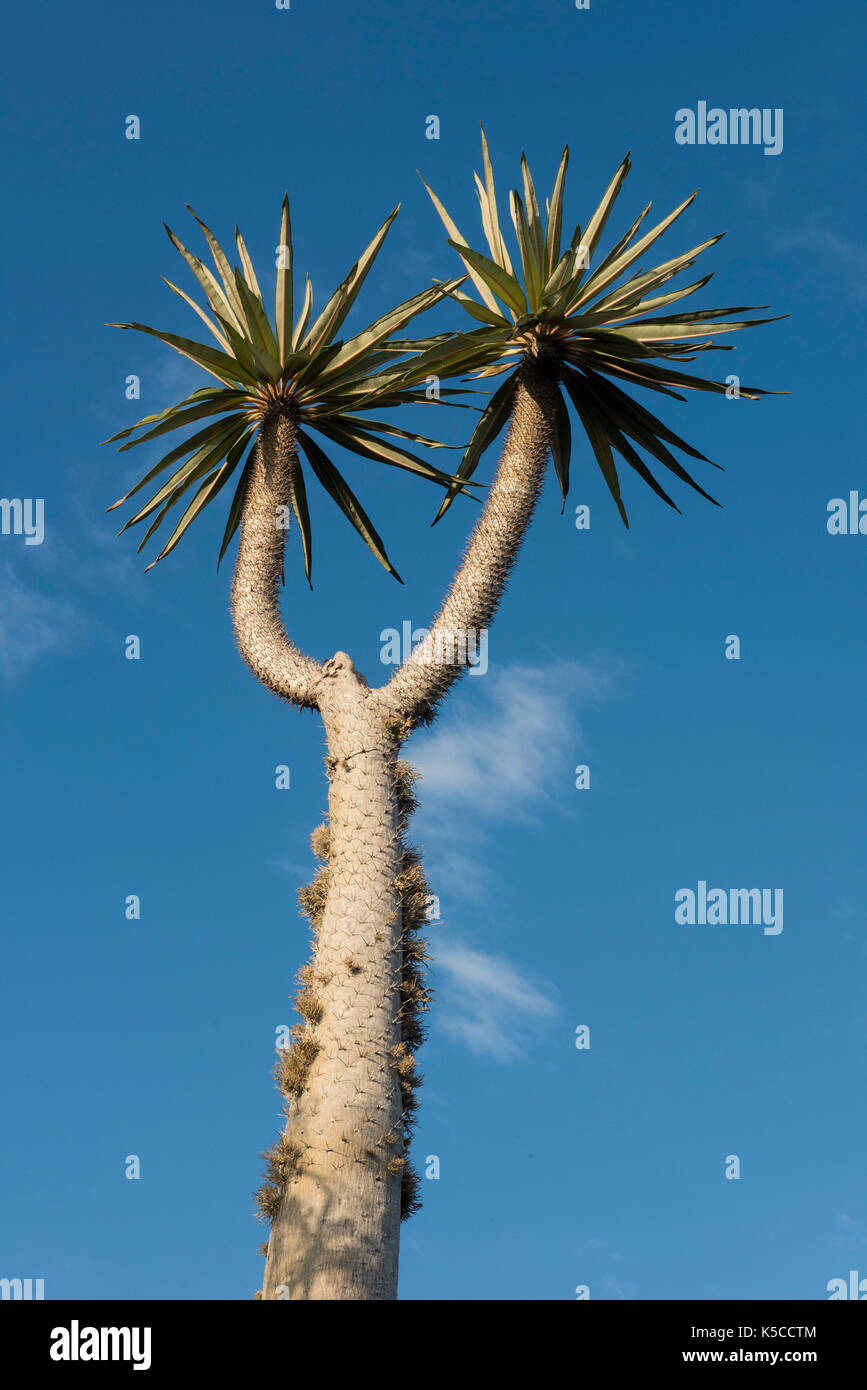 Spiny forest, Ifaty, Madagascar Stock Photo - Alamy