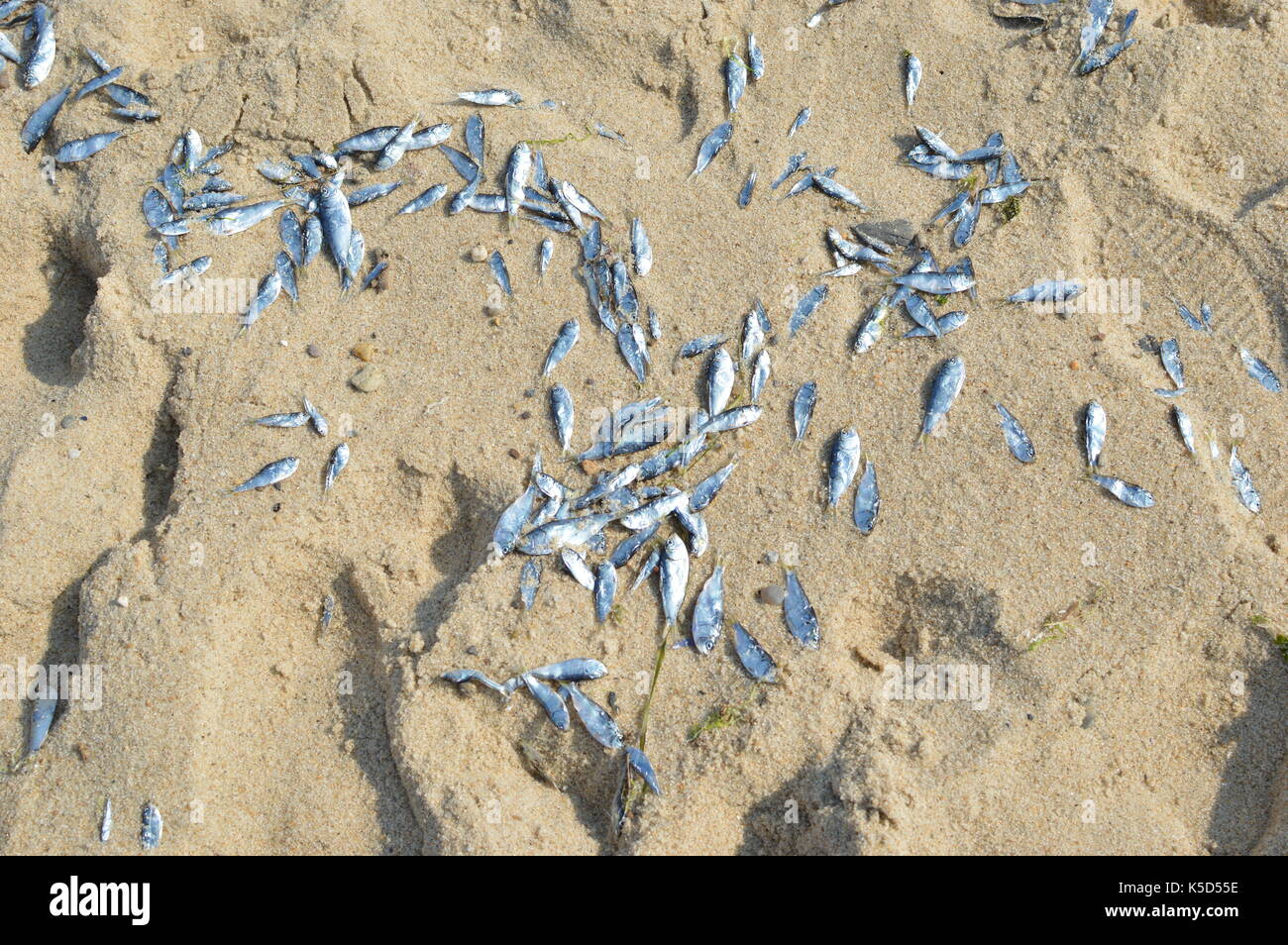 Minnows Stock Photos & Minnows Stock Images - Alamy