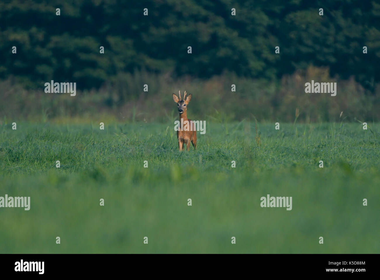 Roe Deer male, buck, in frontal pose standing in a meadow full of high ...