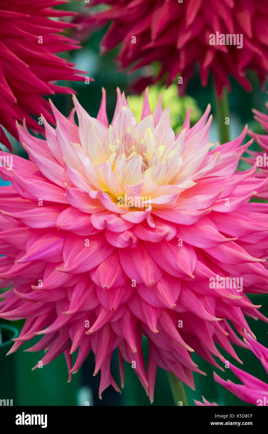 Flower of jupiter hi-res stock photography and images - Alamy