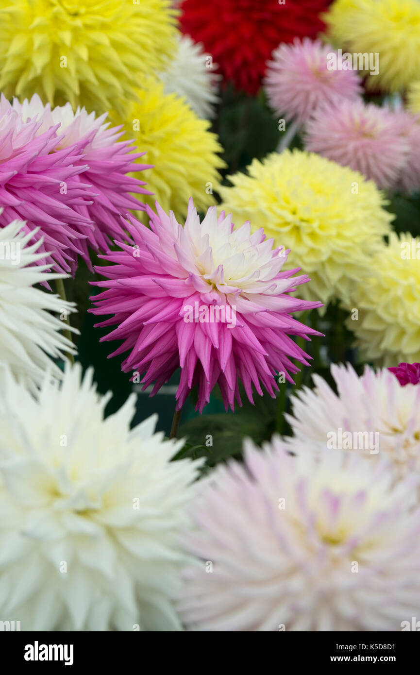 Cactus dahlia rhs hi-res stock photography and images - Alamy