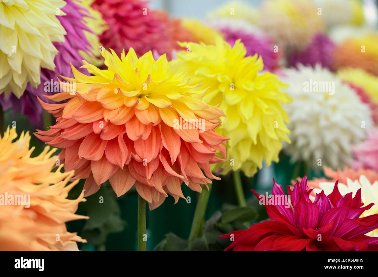 Dahlia 'Mabel ann' flower at RHS Wisley flower show, Surrey, England ...