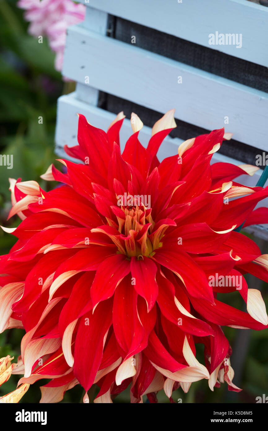 Dahlia 'Nick SR' flower at RHS Wisley flower show, Surrey, England ...