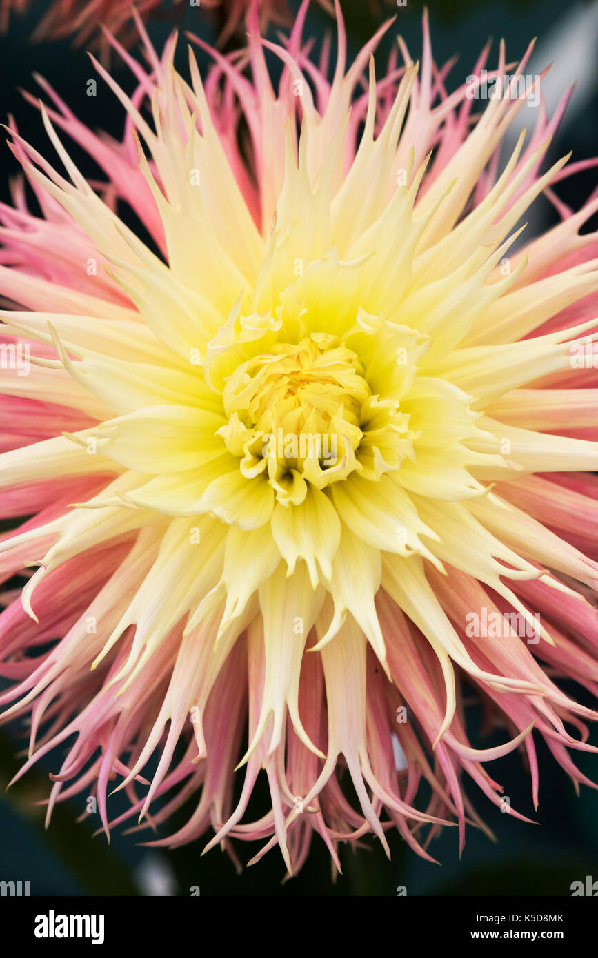 Dahlia 'Normandie frills' flower at RHS Wisley flower show, Surrey ...