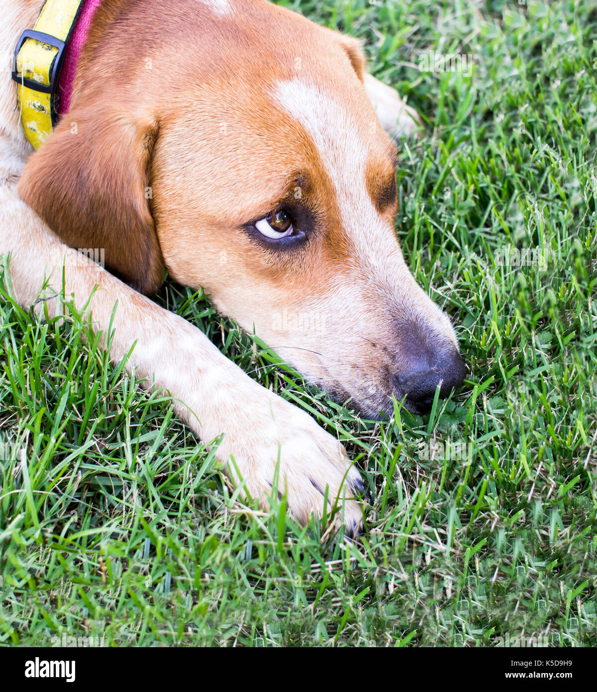 Red Tick Hound Puppies