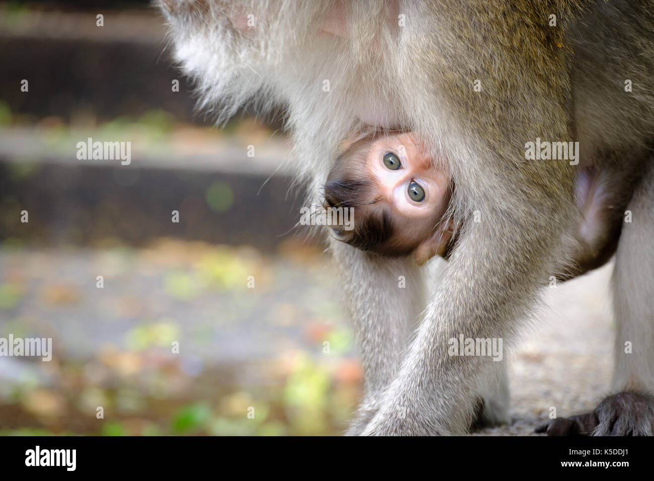 Eyes baby monkey looking straight forward and hugging mom Stock Photo ...