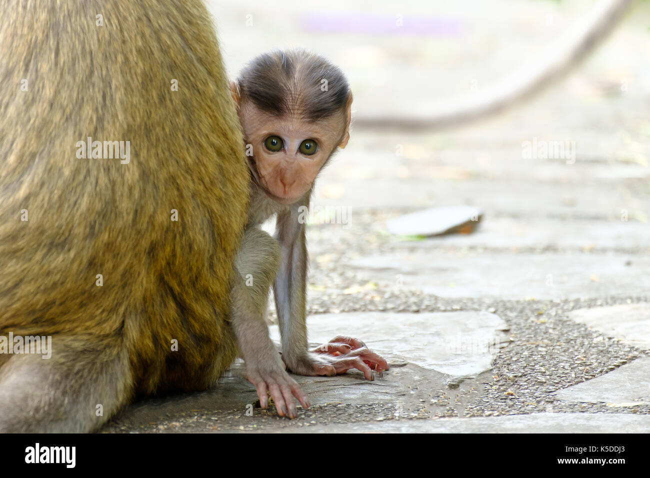 Eyes baby monkey looking straight forward Stock Photo - Alamy