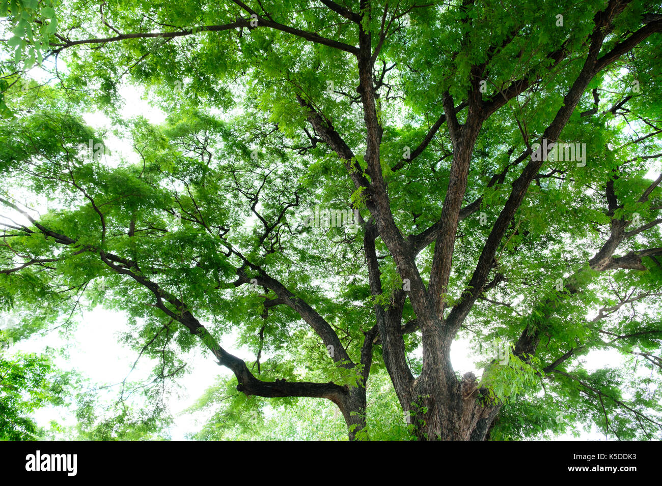 background of green leaves, A view of the bottom of a large tree Stock ...